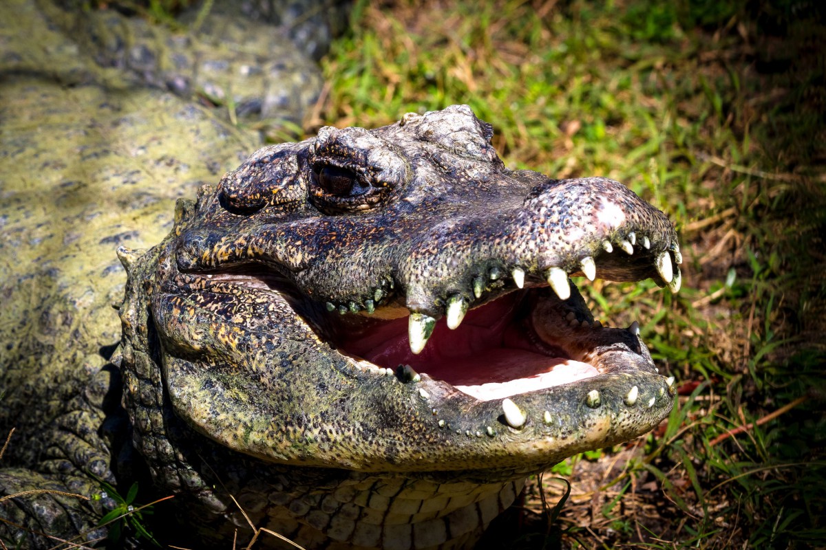 Chinese alligator - Alchetron, The Free Social Encyclopedia